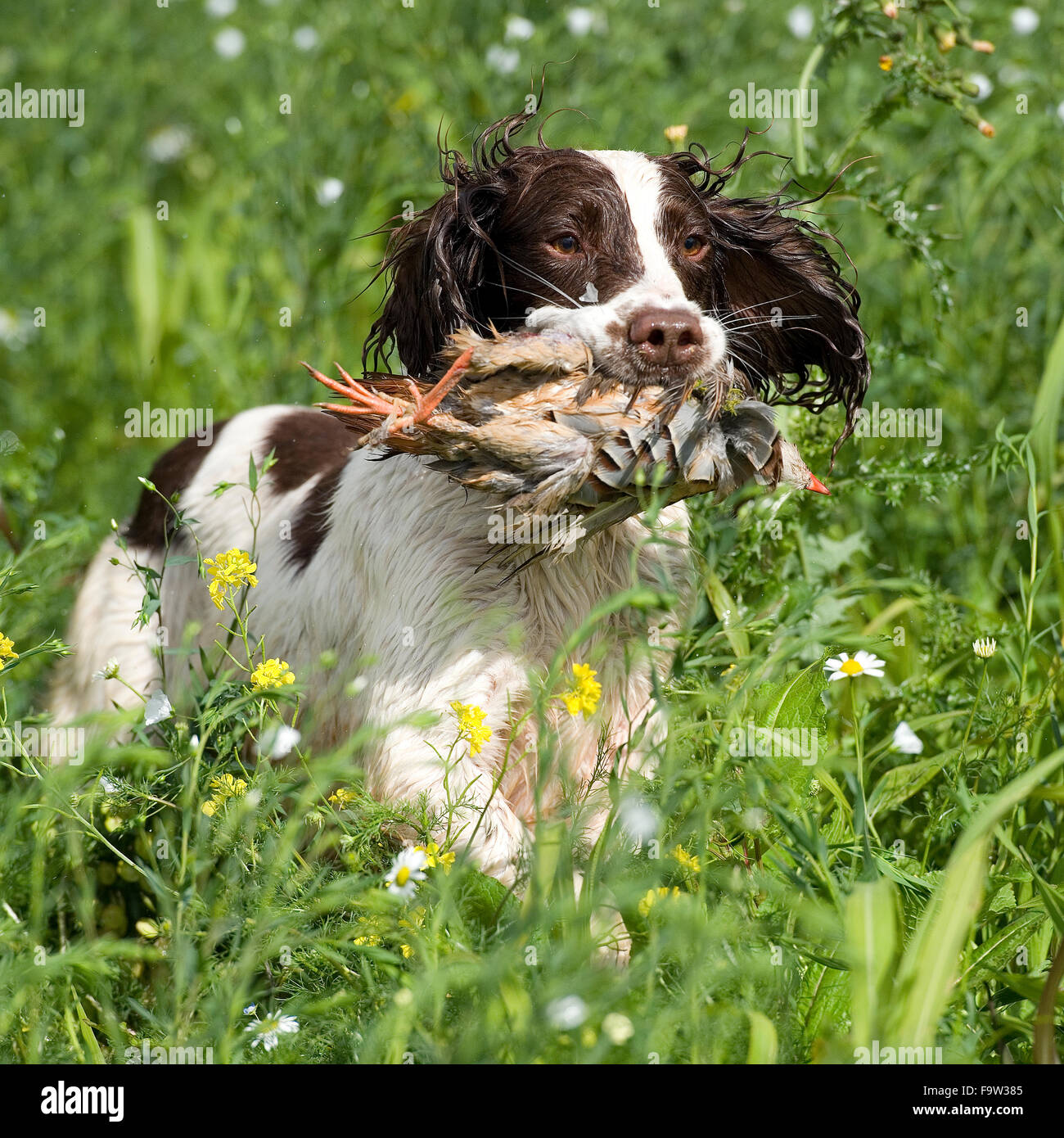 Female partridge hi-res stock photography and images - Alamy