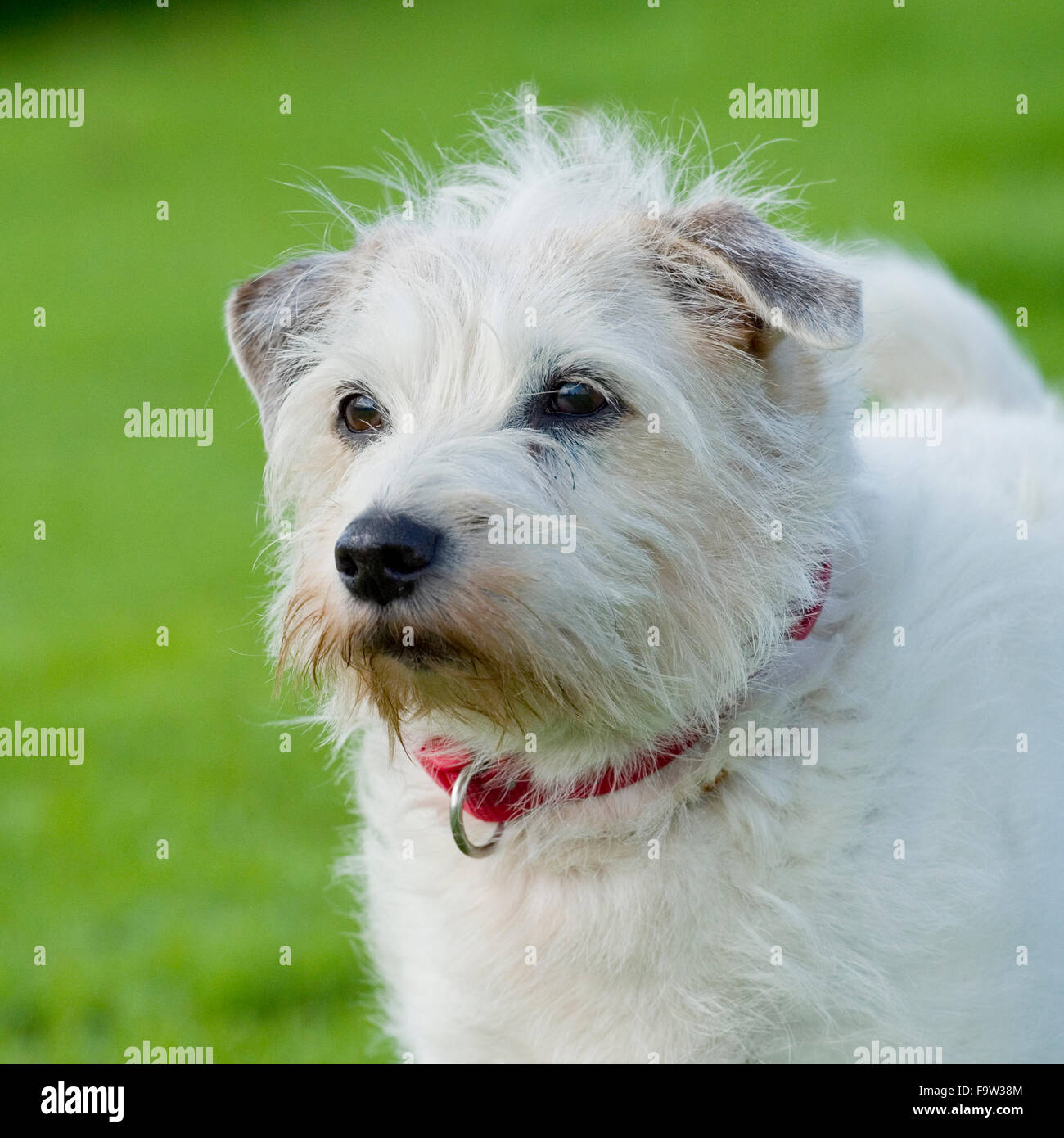 Rough jack russell terrier hi-res stock photography and images - Alamy