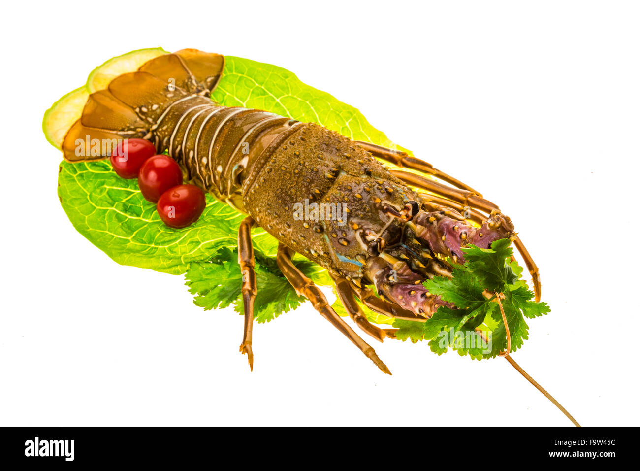 Spiny lobster salad hi-res stock photography and images - Alamy