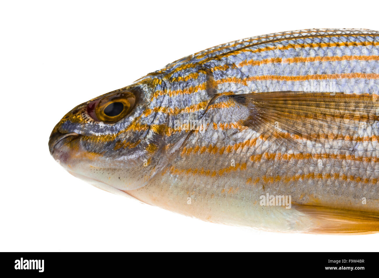 Salema porgy - sarpa fish Stock Photo - Alamy