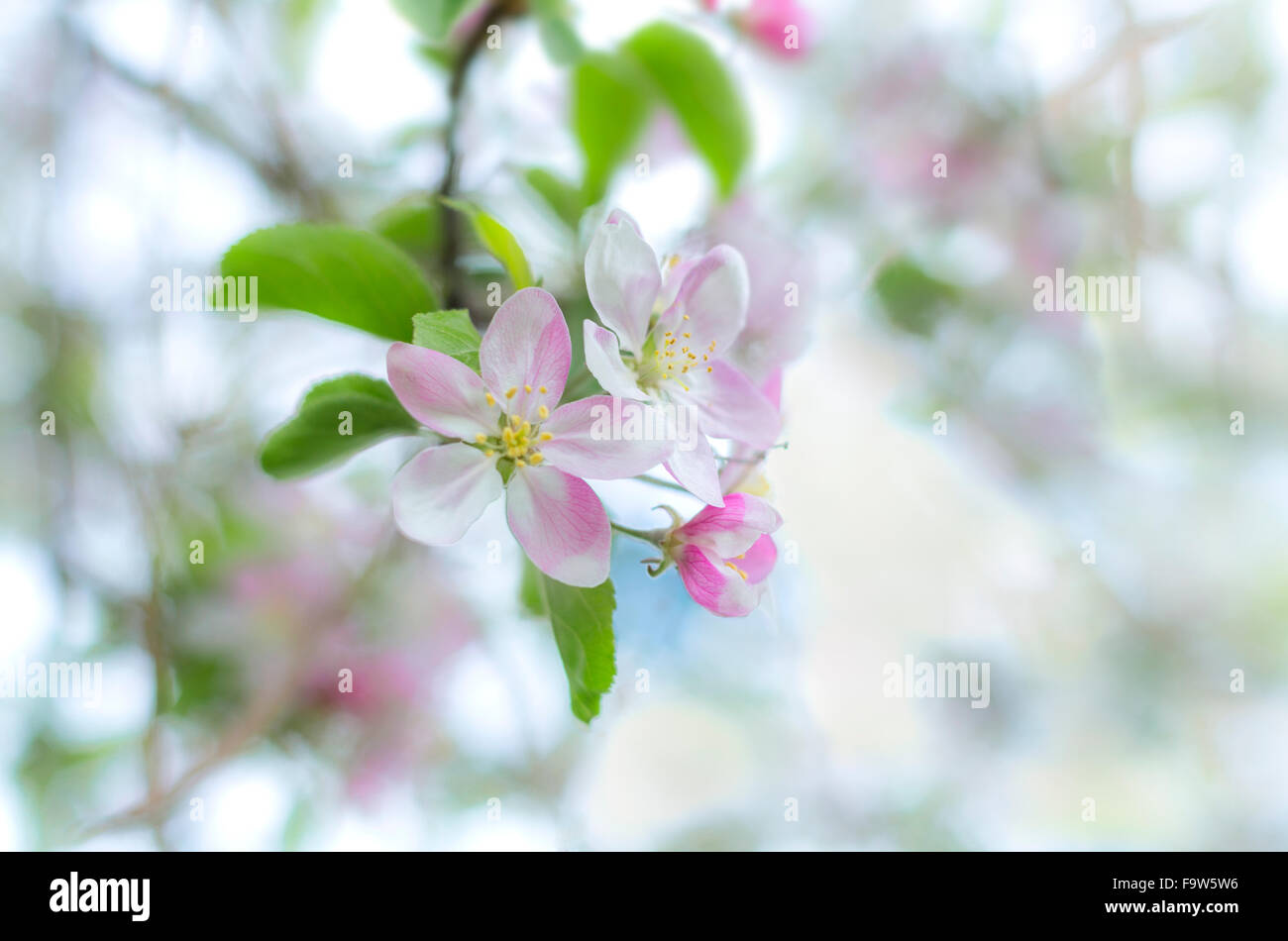 Beautiful branches flowering tree hi-res stock photography and images ...
