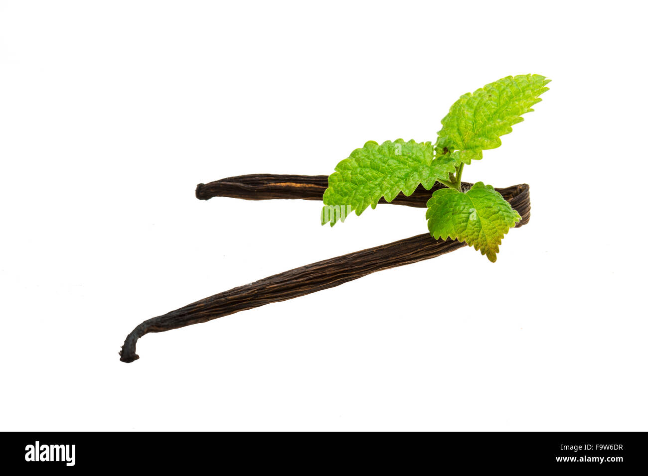 Vanilla with mint isolated studio Stock Photo - Alamy