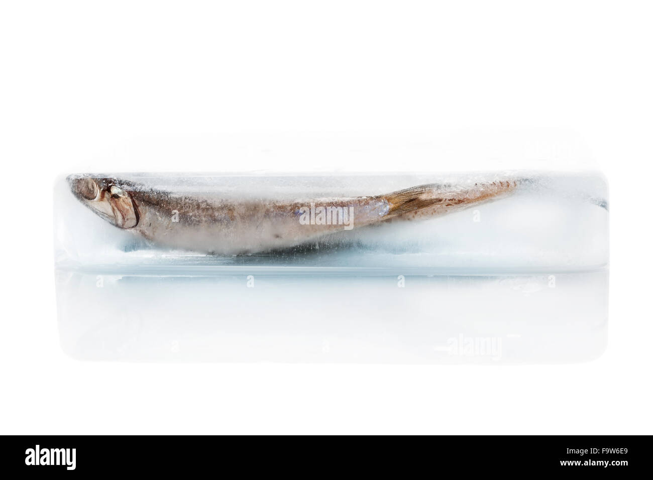 Fish frozen in ice block hi-res stock photography and images - Alamy
