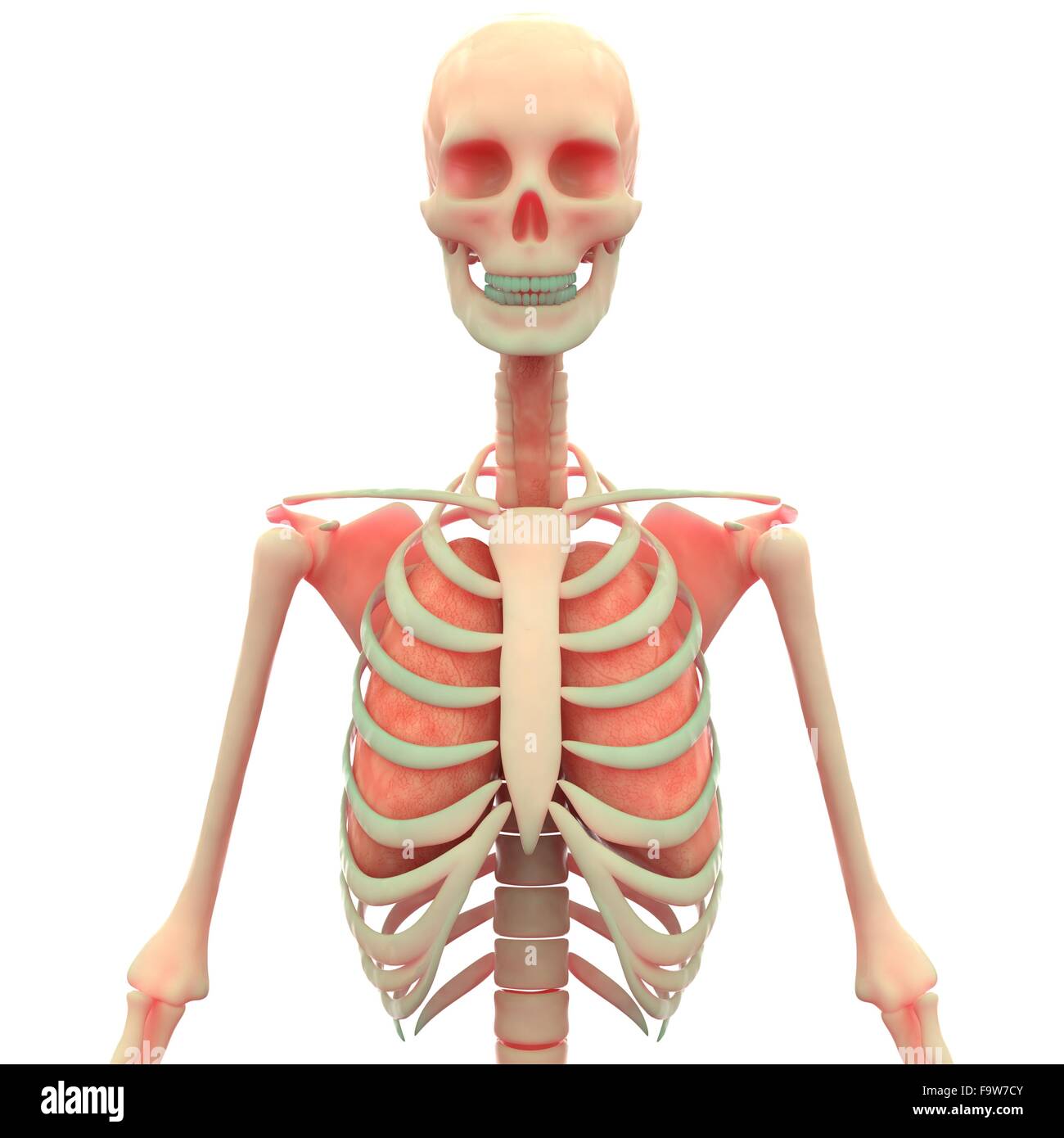 Rib cage heart lungs hi-res stock photography and images - Alamy