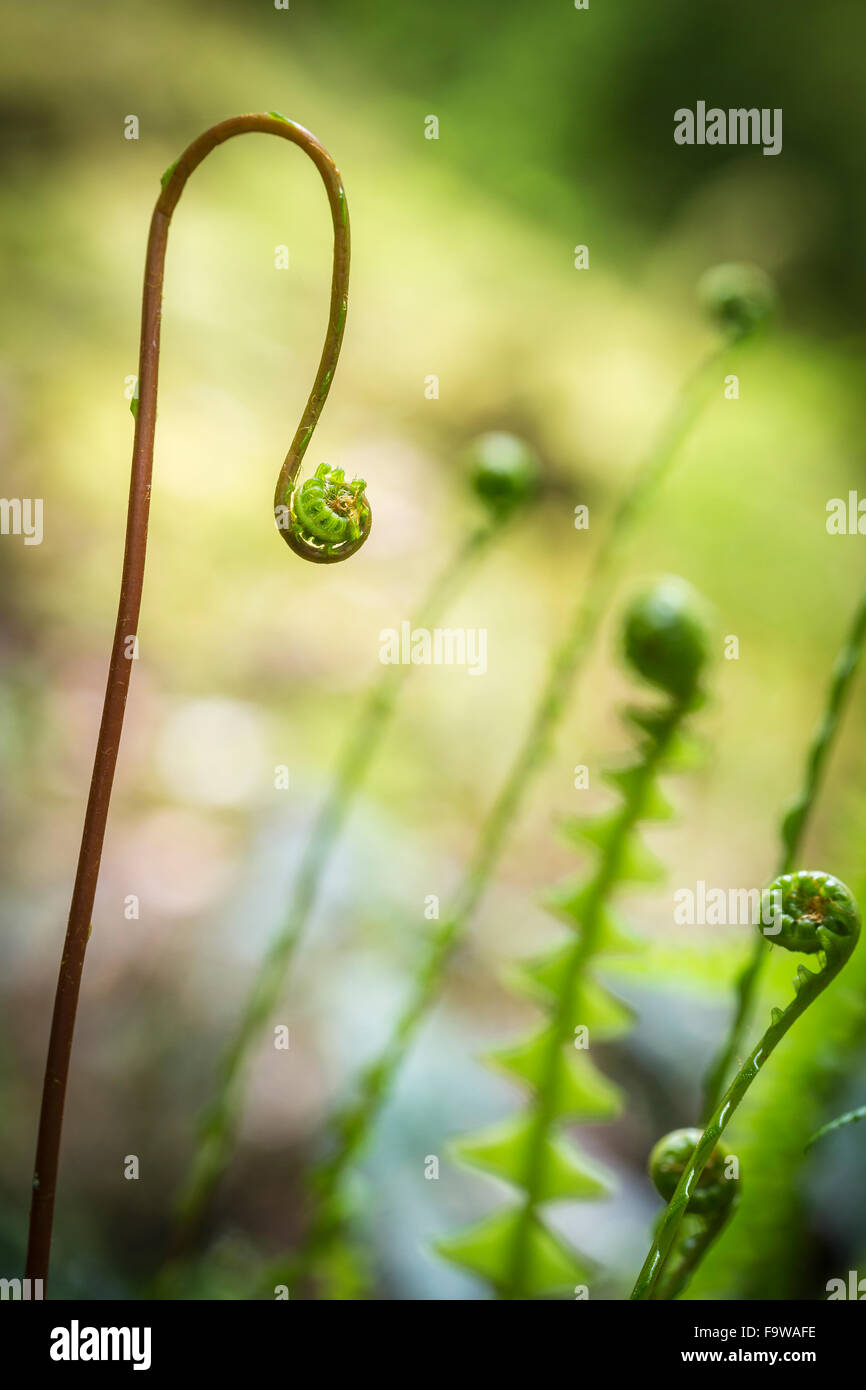 Hard Fern ( Blechnum Spicant) in Highland Forest in Scotland Stock ...