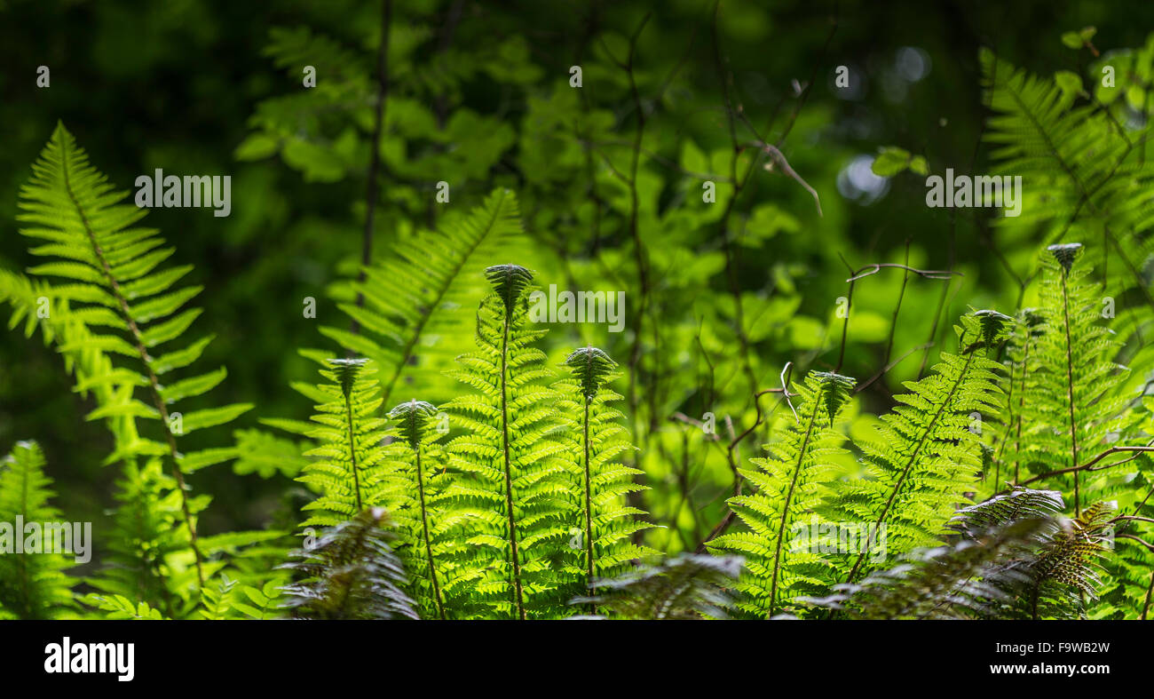 Flora of ferns hi-res stock photography and images - Alamy