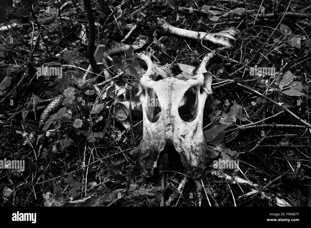 Goat skull and bones Stock Photo - Alamy