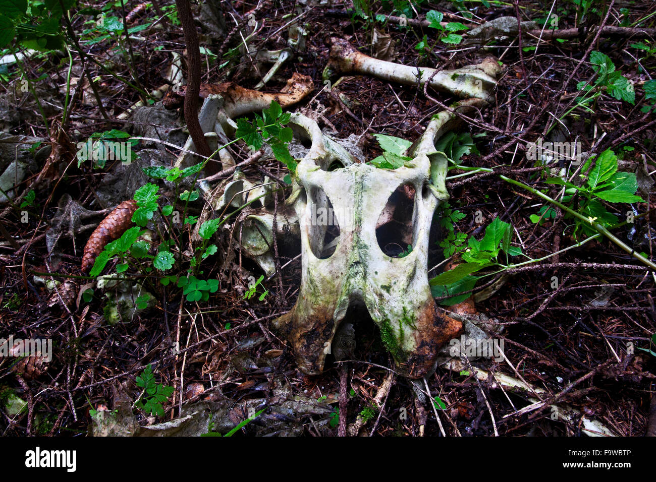 Goat skull and bones Stock Photo - Alamy