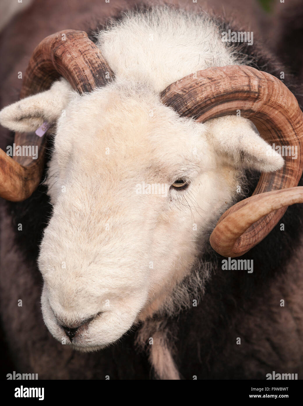 Herdwick ram sheep hi-res stock photography and images - Alamy