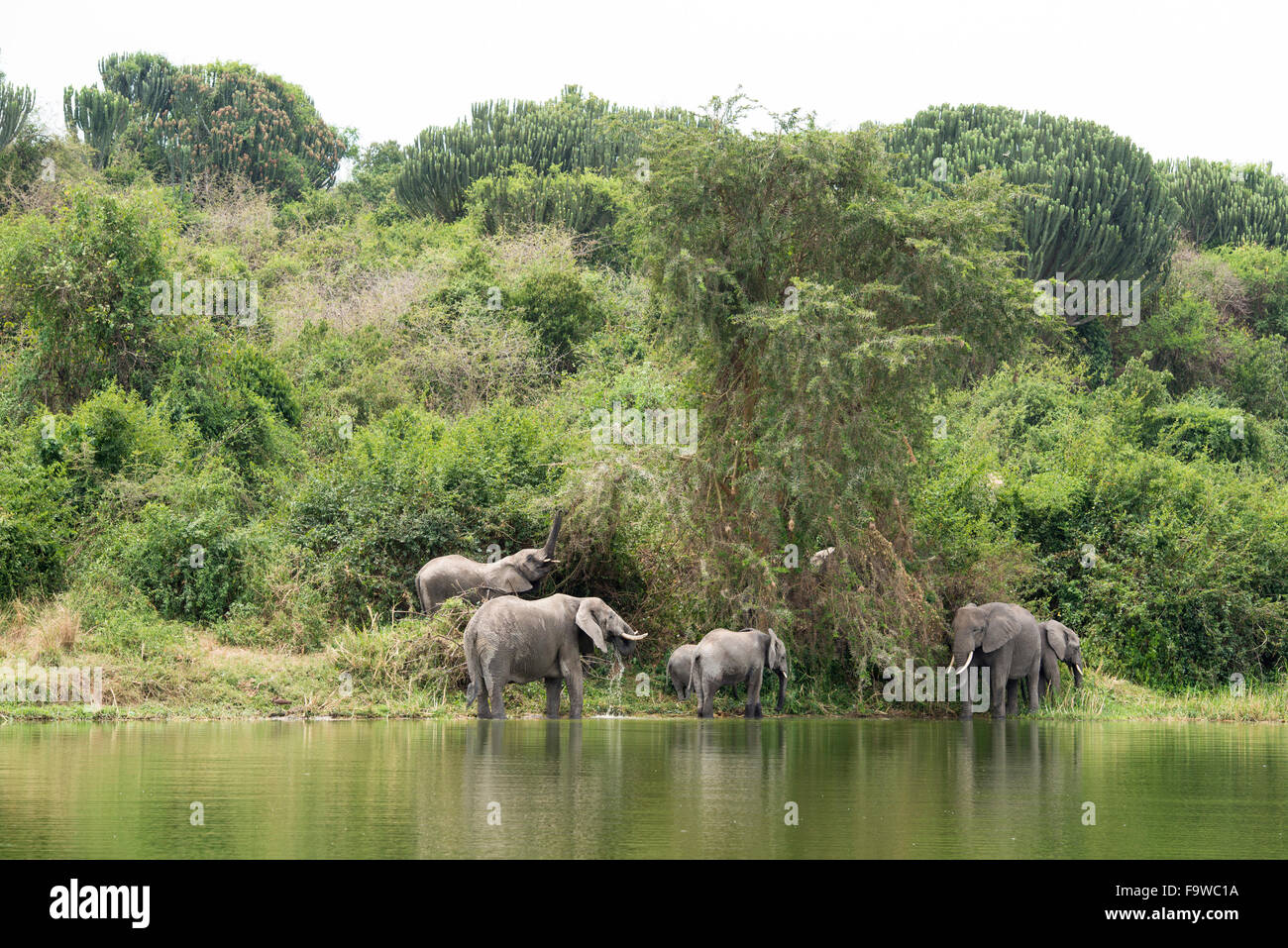 African elephants drinking at Kazinga Channel (Loxodonta africana ...