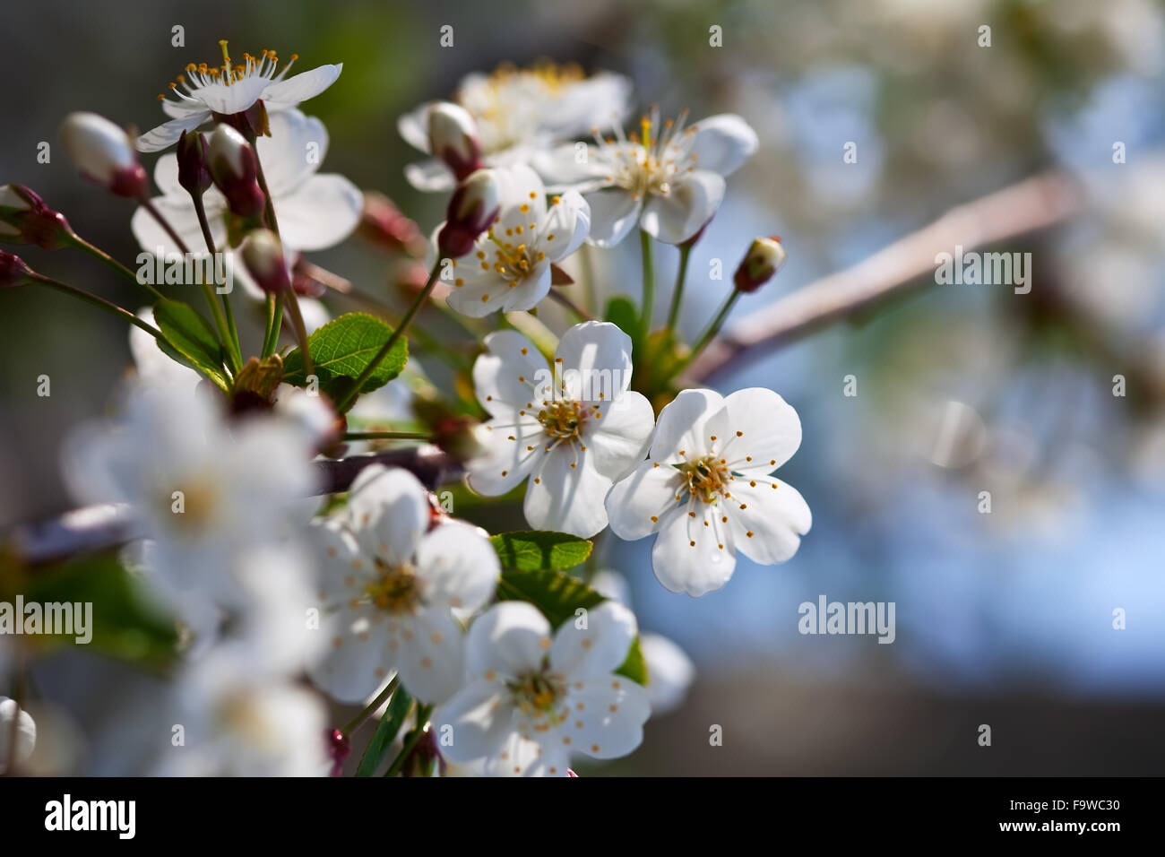 blooms tree branch in spring garden Stock Photo - Alamy