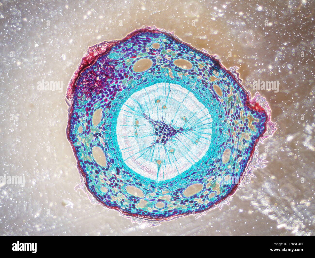 Biological sample cells and bacteria, plant, microb under microscopy ...