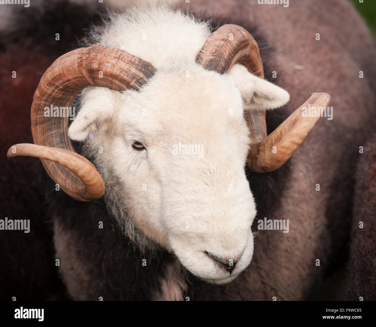 Herdwick ram sheep hi-res stock photography and images - Alamy