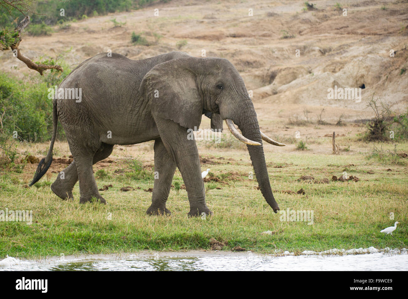 African elephant drinking at Kazinga Channel (Loxodonta africana ...