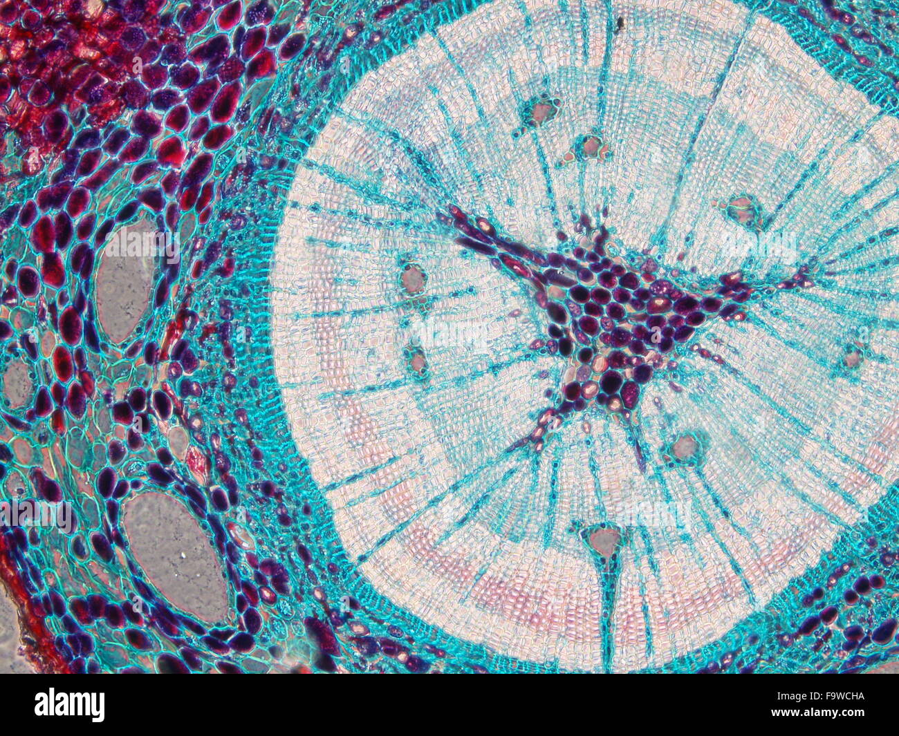 Biological sample cells and bacteria, plant, microb under microscopy ...