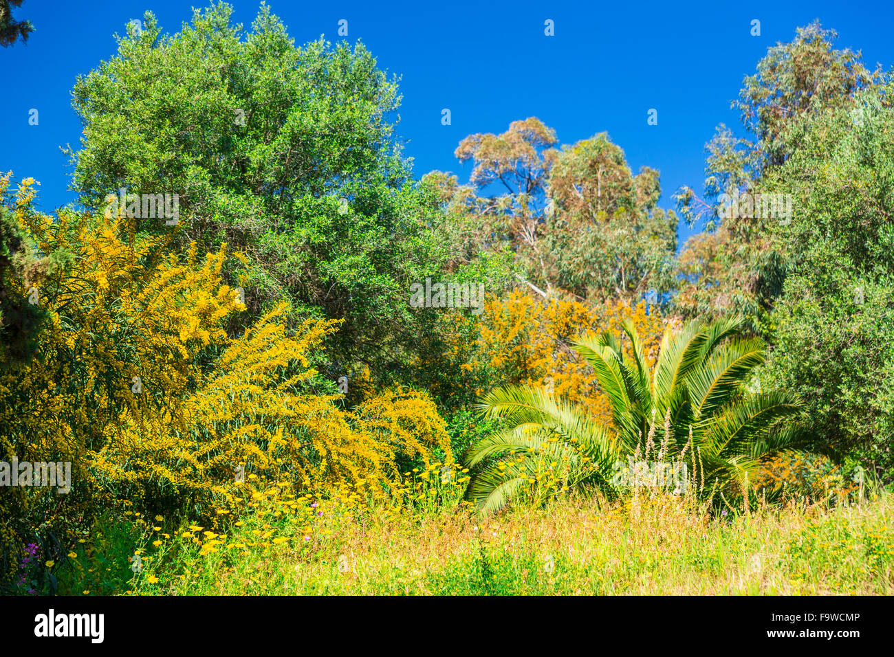 Palm tree in Tunisia Stock Photo - Alamy