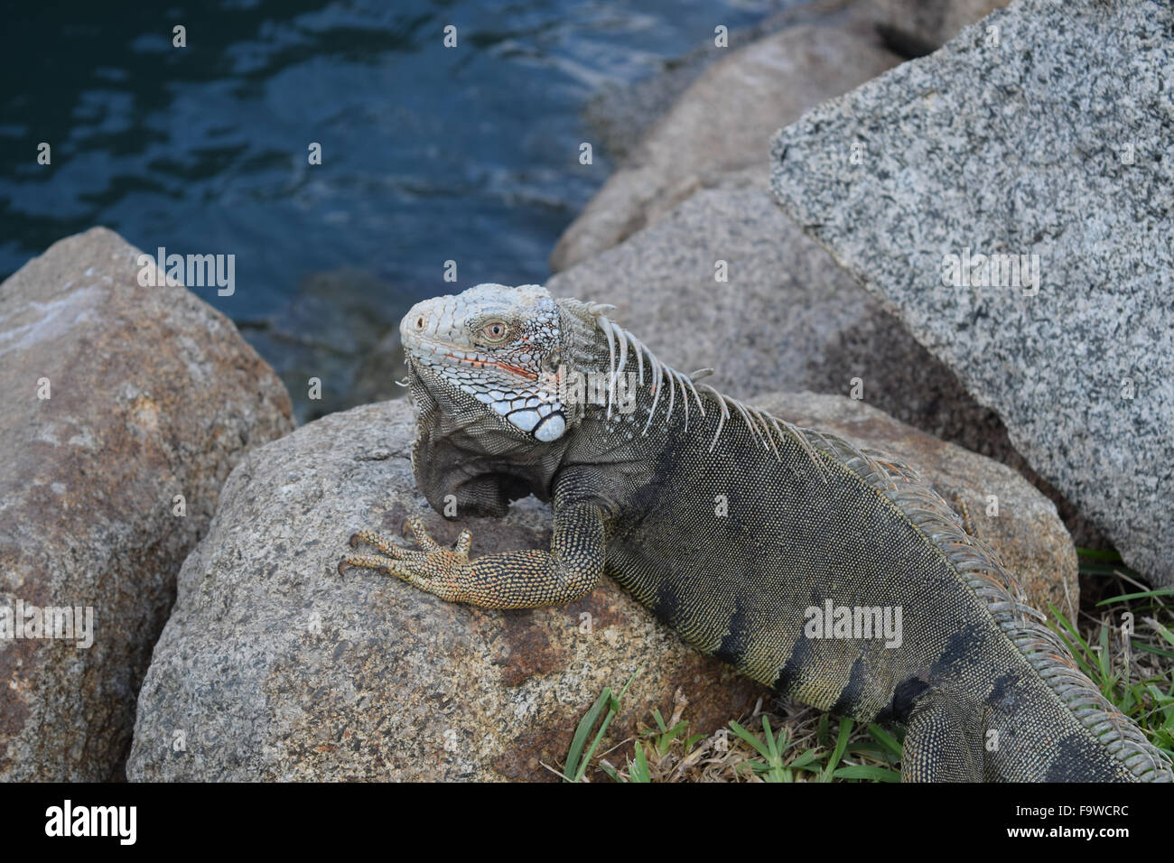 Aruban Whiptail Lizard