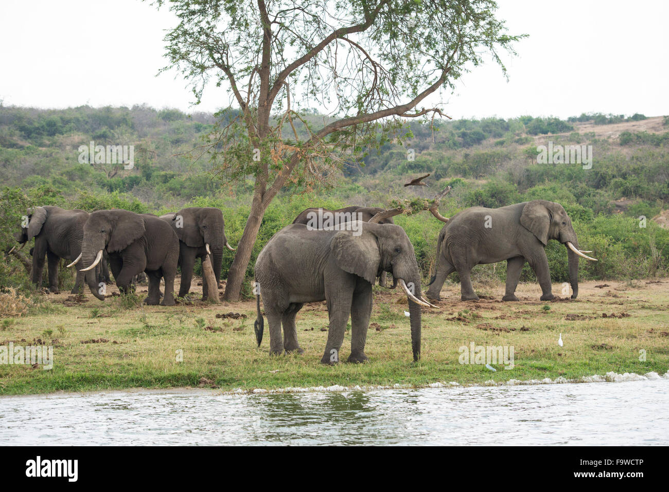 African elephants drinking at Kazinga Channel (Loxodonta africana ...