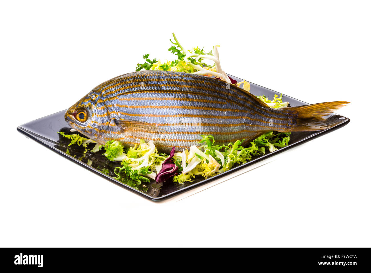 Salema porgy - sarpa fish Stock Photo - Alamy
