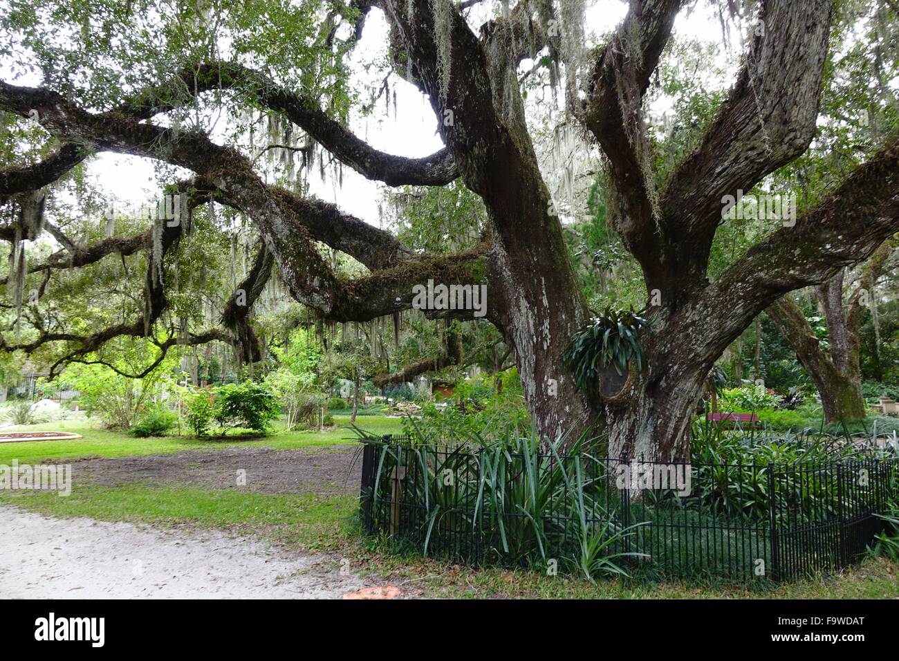 The "confederate oak", a gigantic old live oak tree, at Dunlawton Sugar ...
