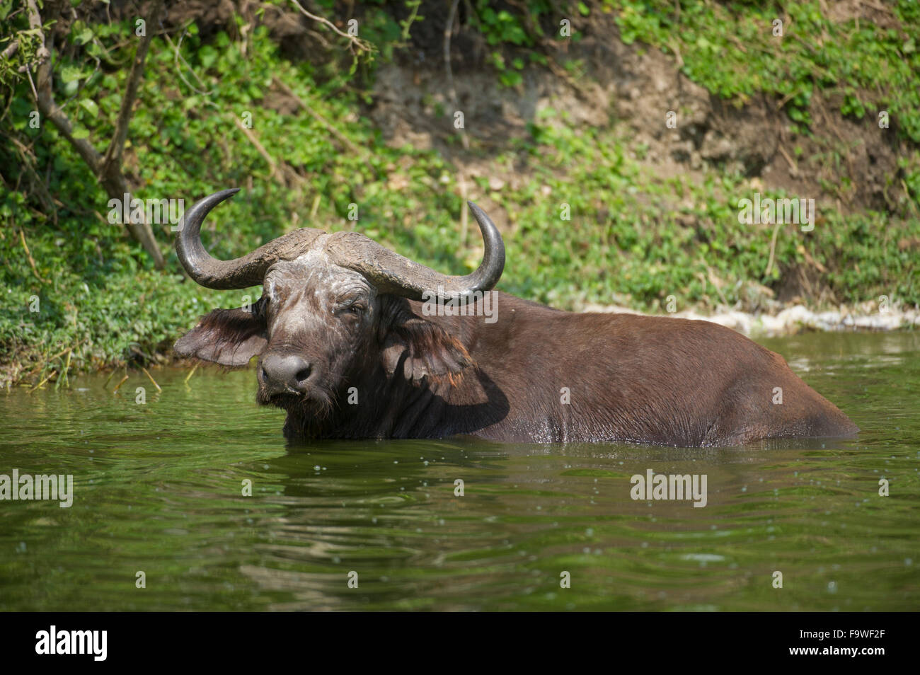 Buffalo (Syncerus caffer caffer) on the Kazinga Channel, Queen ...