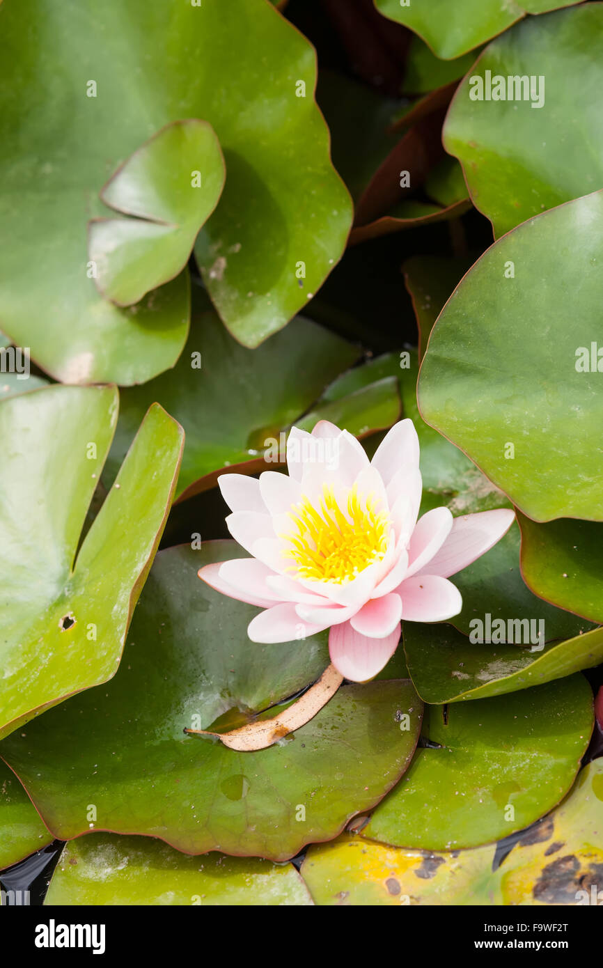 Water lilies growing in lake Stock Photo - Alamy