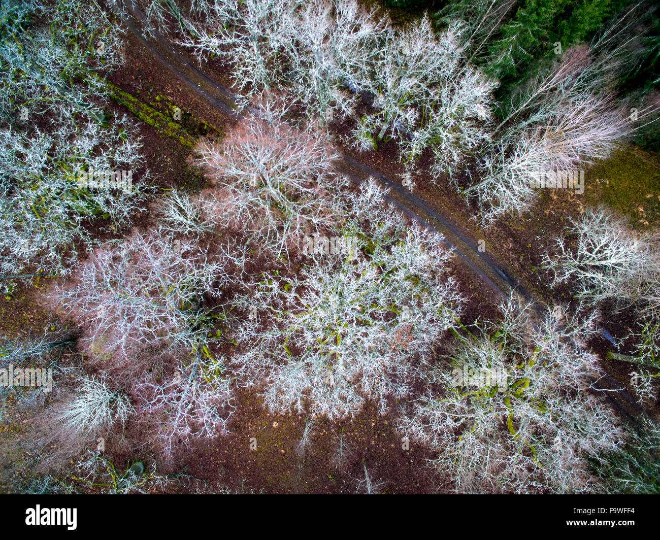 Bird eye view of a forest Stock Photo - Alamy