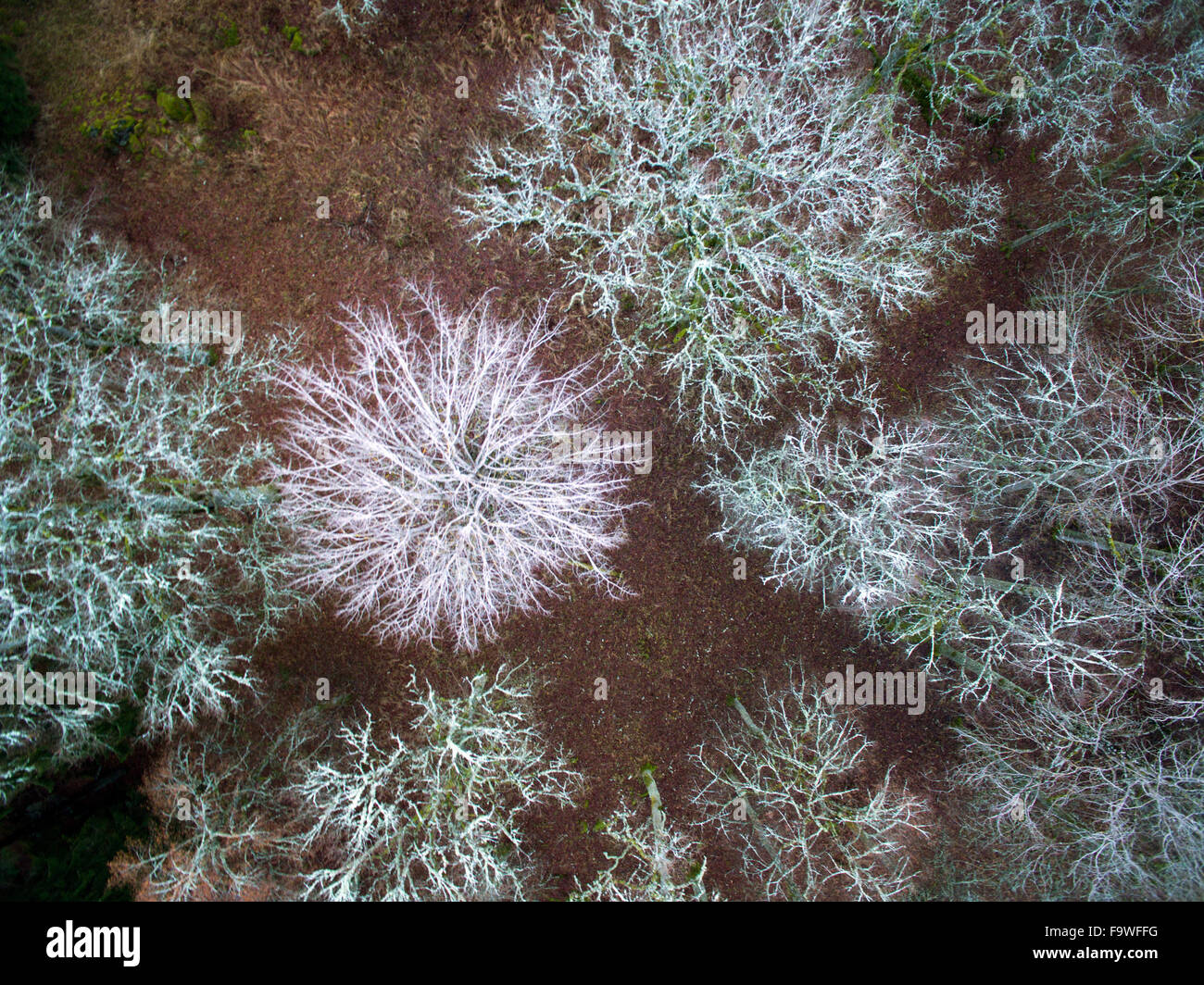 Looking cut down trees hi-res stock photography and images - Alamy