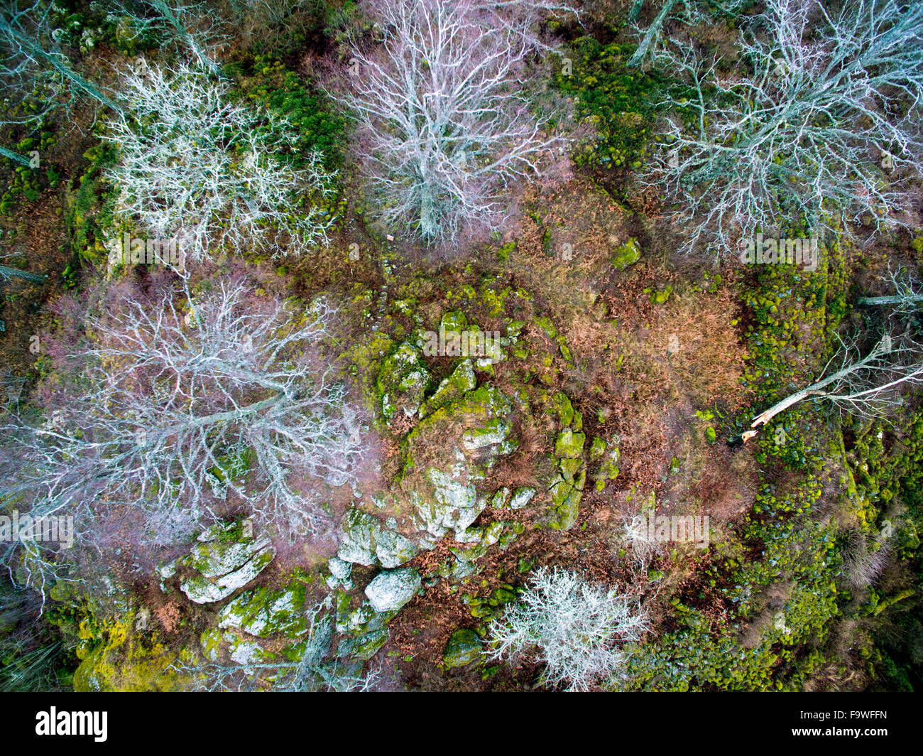Bird eye view of a forest Stock Photo - Alamy