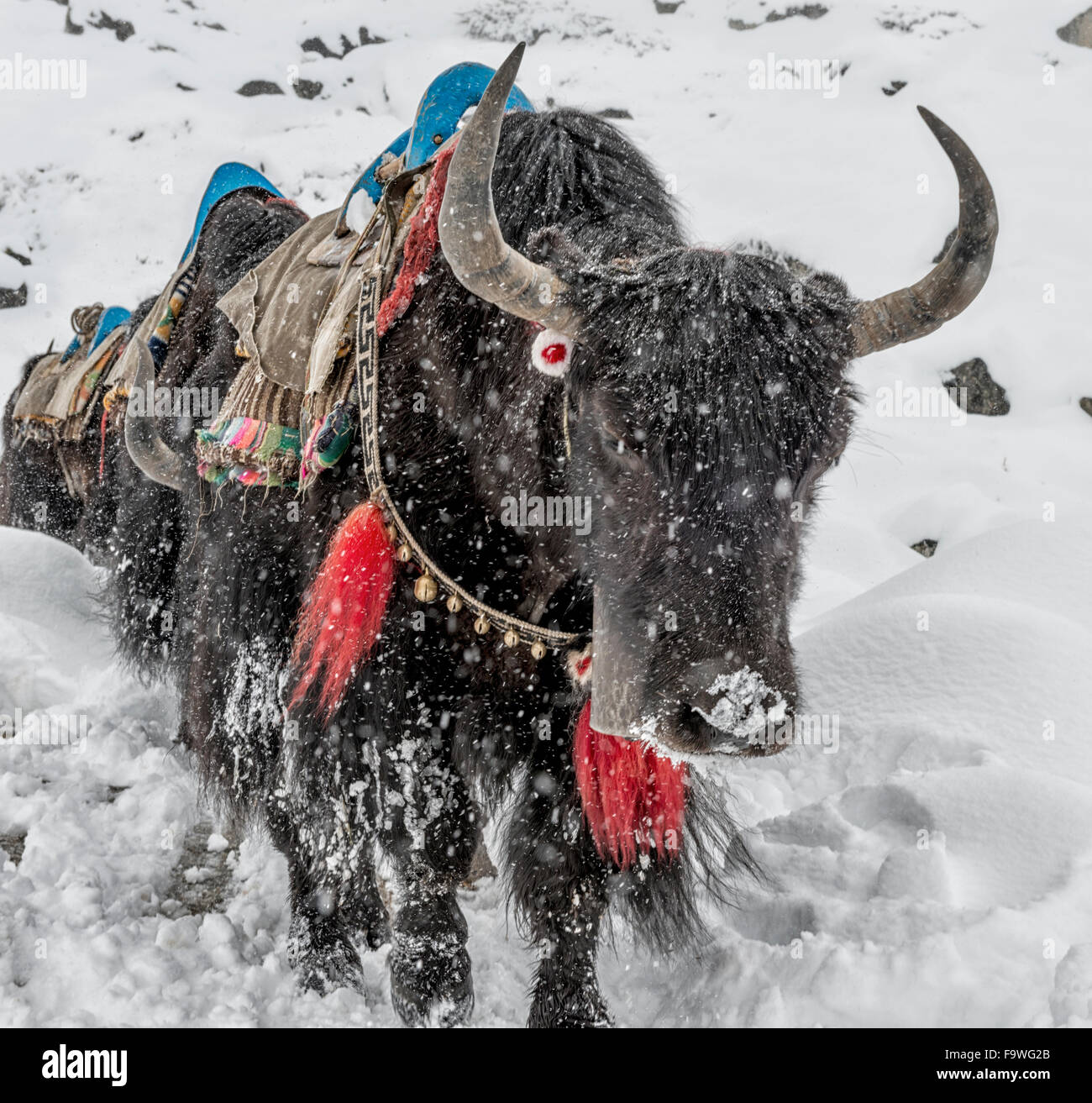 Nepal, Himalaya, Khumbu, Dughla, yaks in snowfall Stock Photo - Alamy