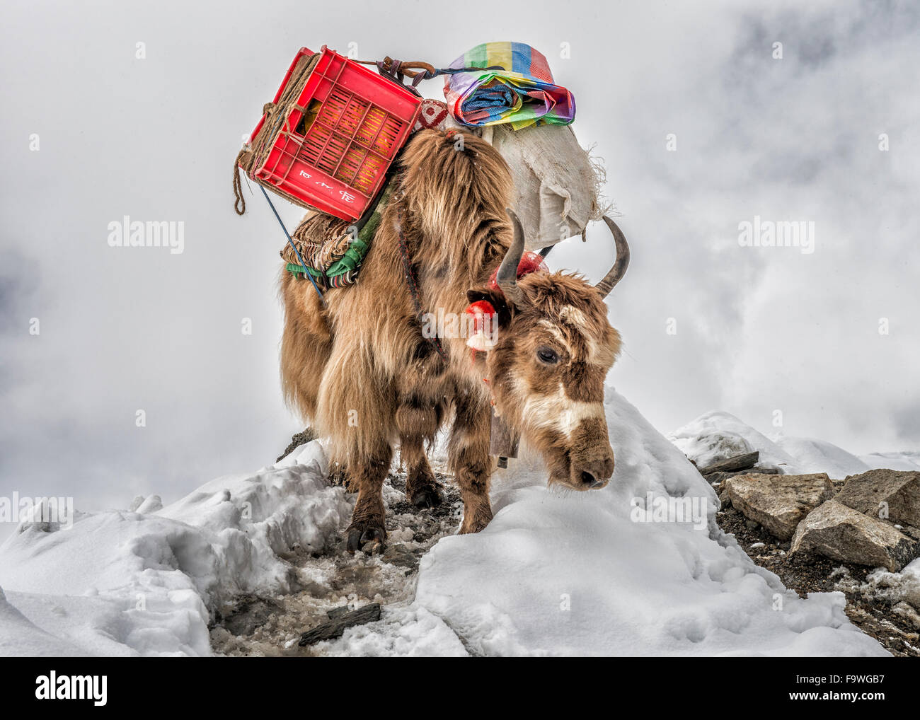 Nepal, Himalayas, Khumbu, Everest Region, Yak carrying supplies Stock ...