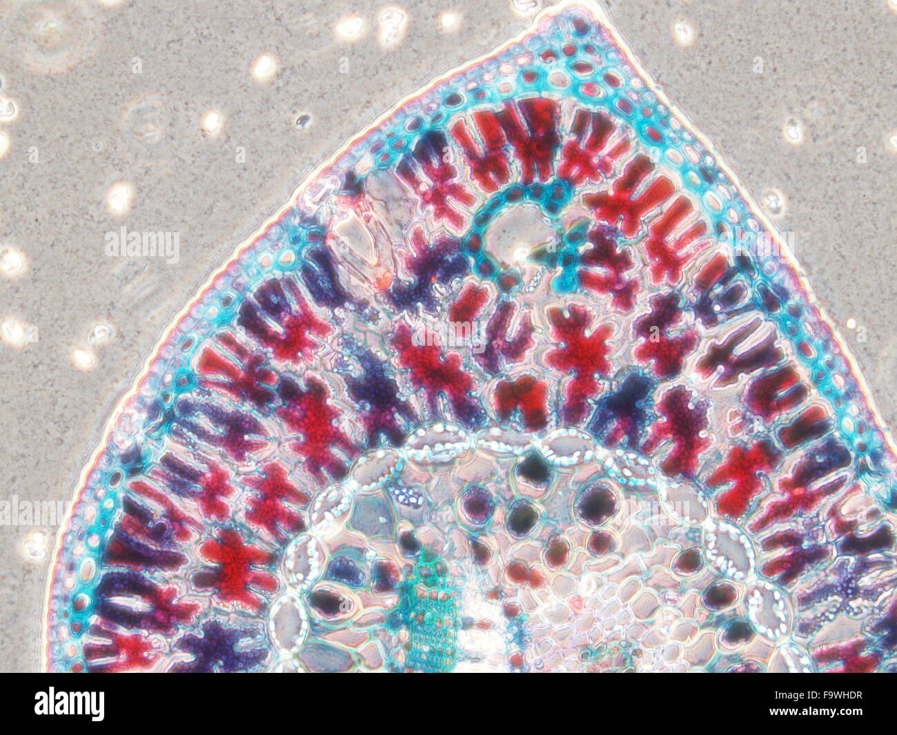 Biological sample cells and bacteria, plant, microb under microscopy ...