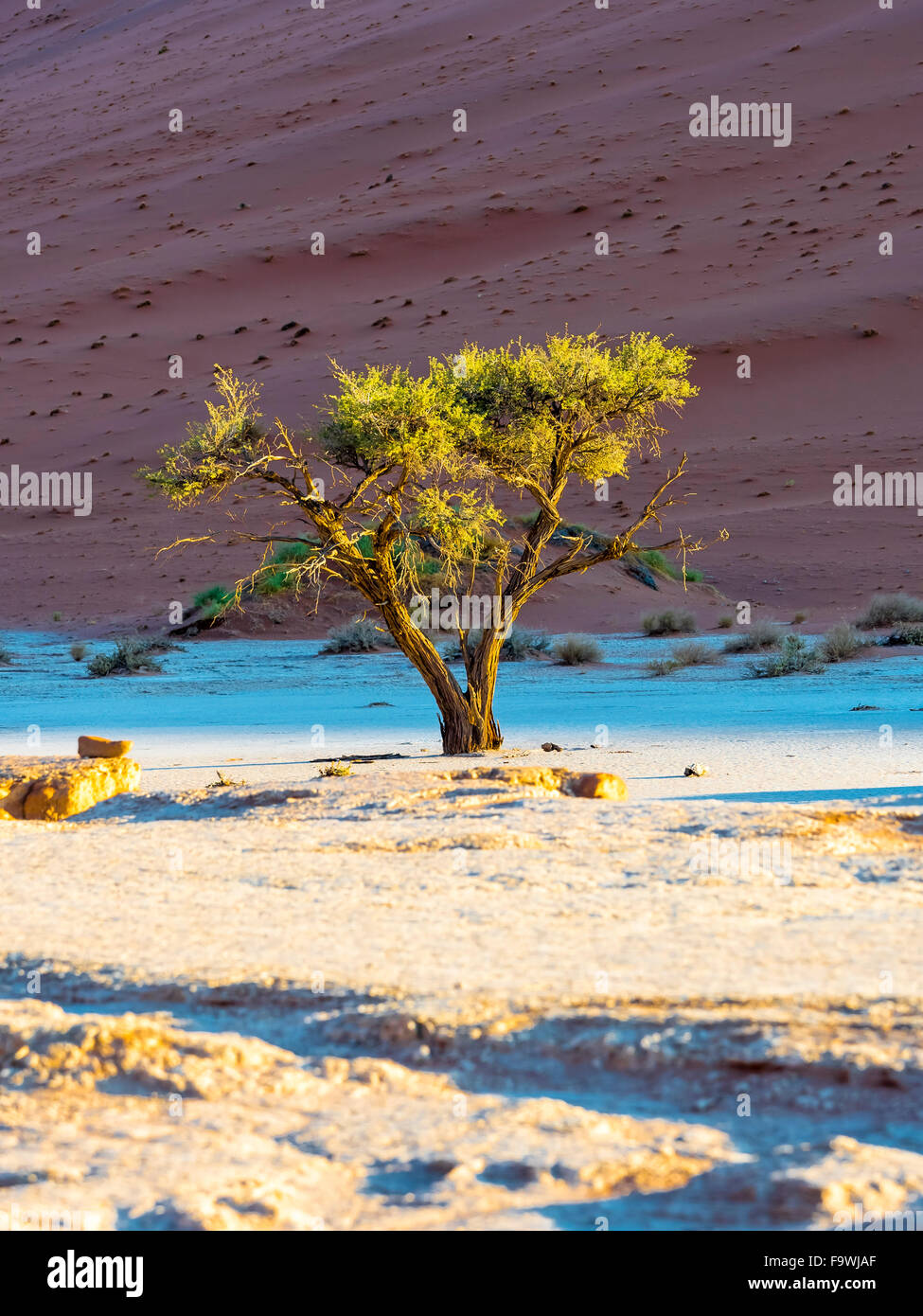 Camel thorn tree in image hi-res stock photography and images - Alamy