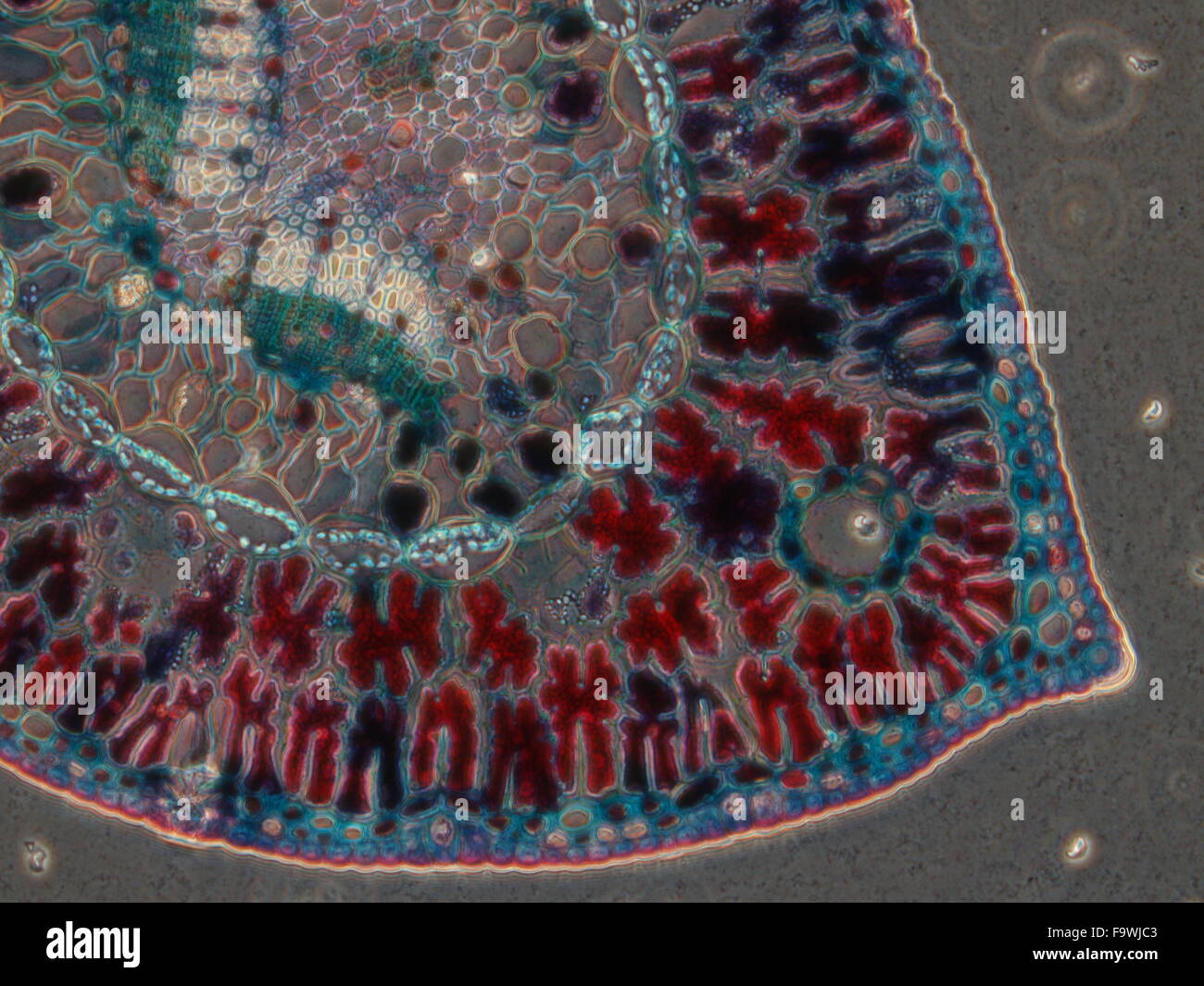 Biological sample cells and bacteria, plant, microb under microscopy ...