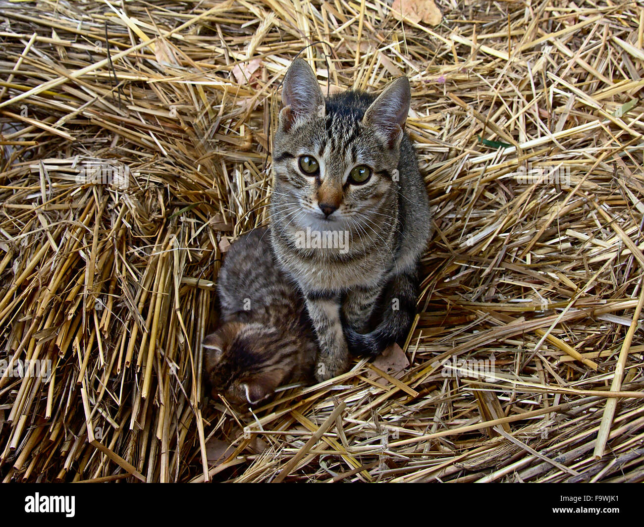 Cat with kitten in hay (felis catus Stock Photo - Alamy