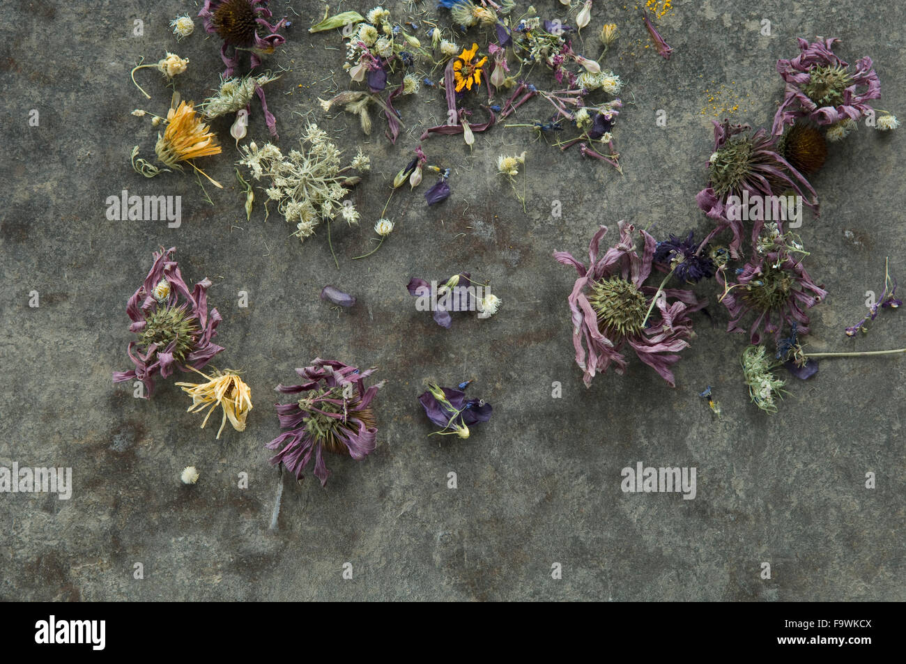Withered inflorescence hi-res stock photography and images - Alamy