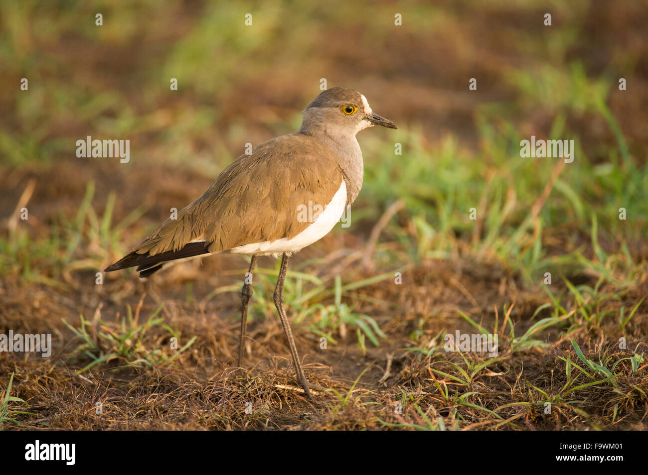 Senegal lapwing (Vanellus lugubris), Queen Elizabeth National Park, Uganda Stock Photo - Alamy