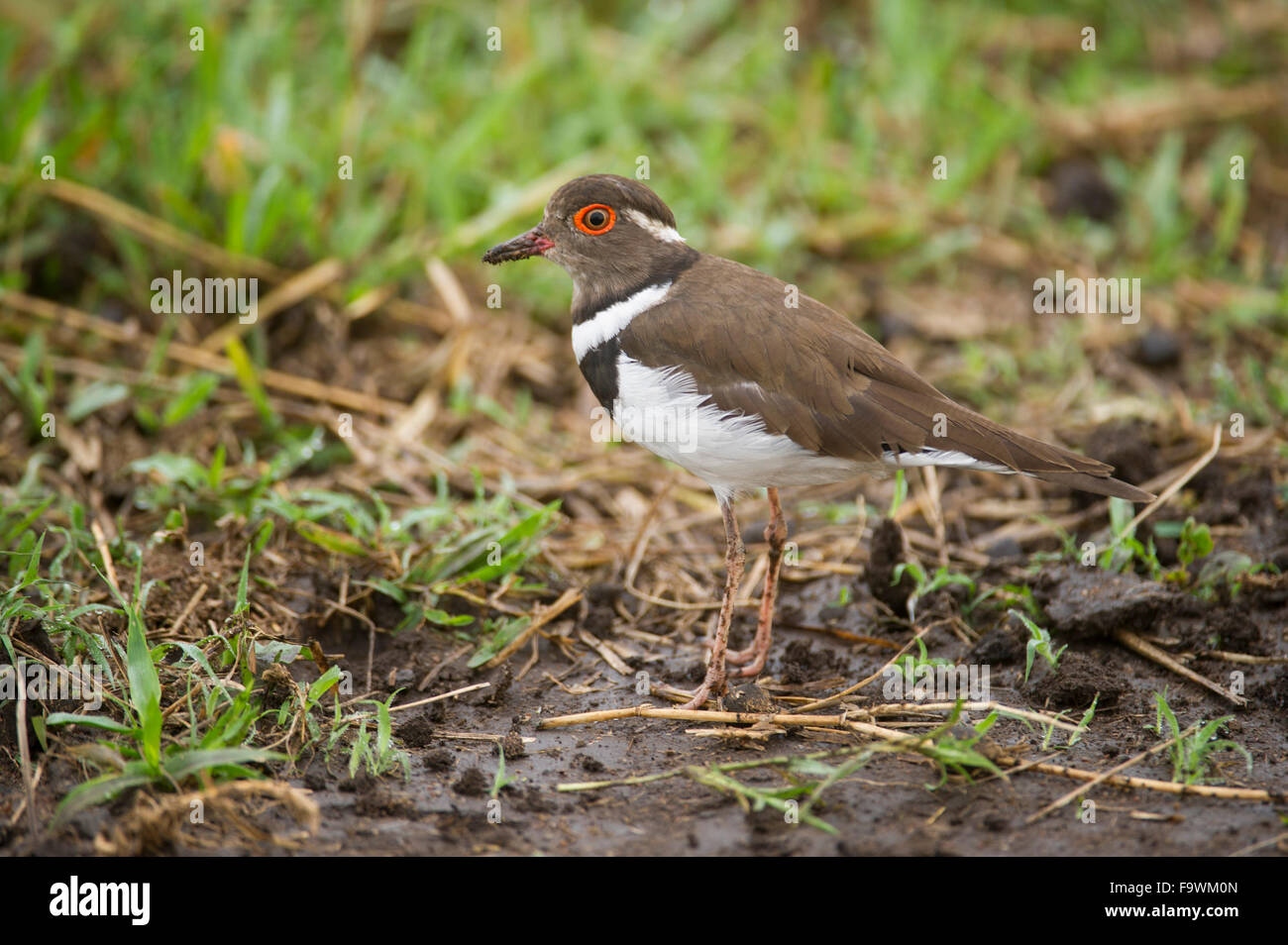 Three-banded plover Charadrius tricollaris), Queen Elizabeth National ...