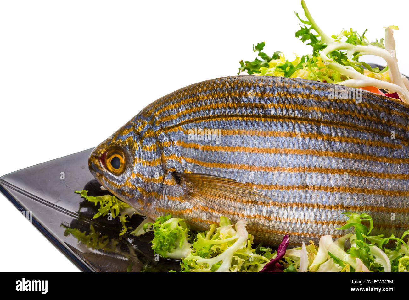 Salema porgy - sarpa fish Stock Photo - Alamy