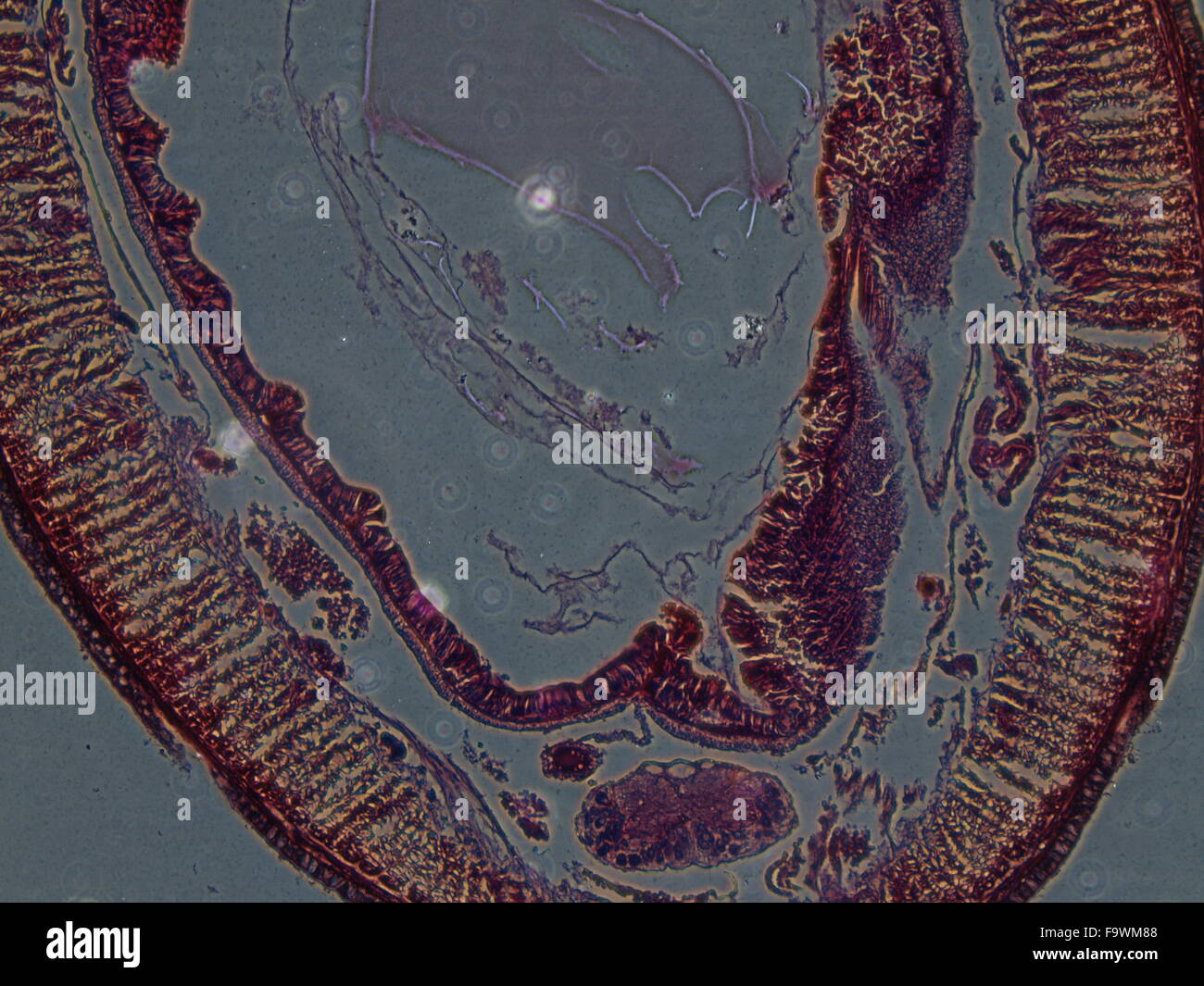 Biological sample cells and bacteria, plant, microb under microscopy ...