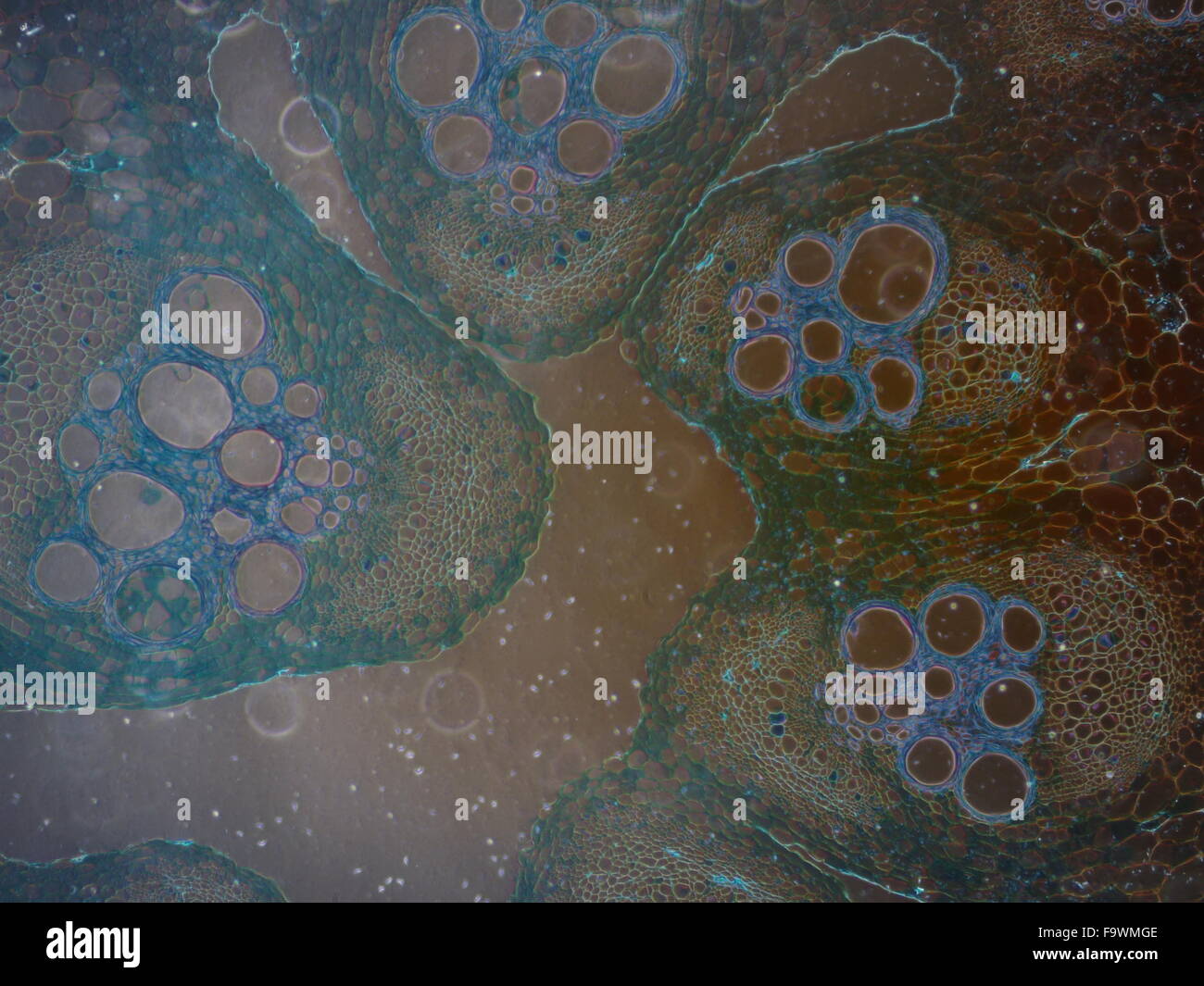 Biological sample cells and bacteria, plant, microb under microscopy ...