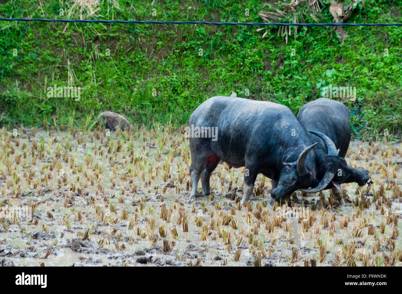Two Carabao Buffalos Fighting in the Mud on a field of Tana Toraja ...
