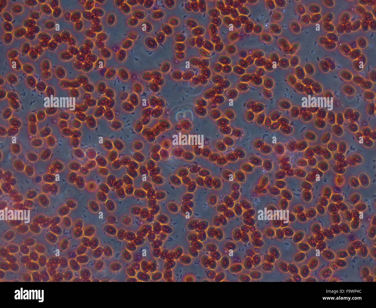 Biological sample cells and bacteria, plant, microb under microscopy ...