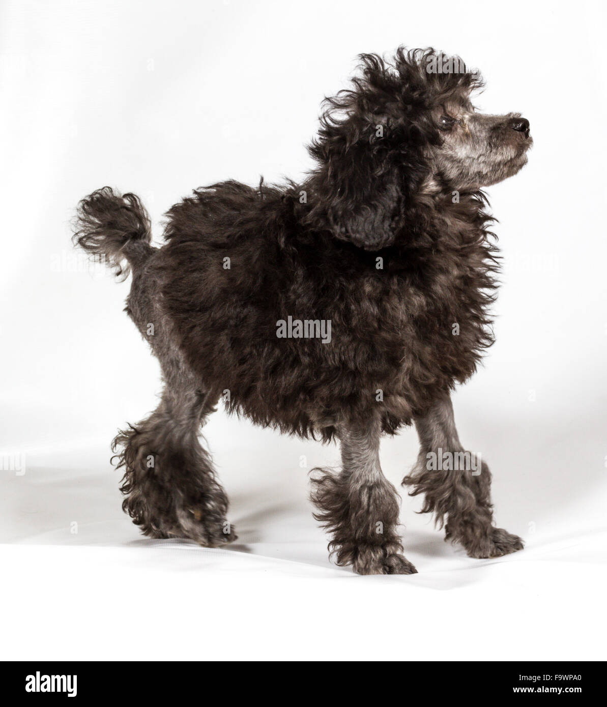 Poodle in front of white background Stock Photo - Alamy