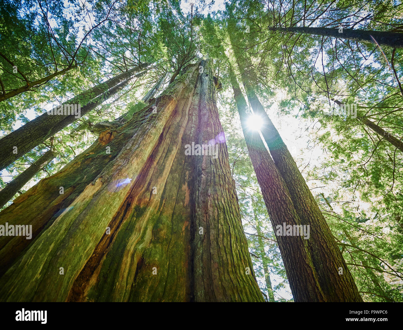 Canada, British Columbia, Redwood Forest, Giant Redwoods, Sequoioideae ...