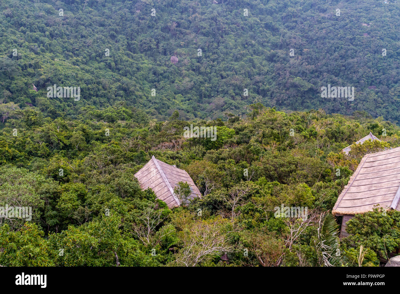 Chinese jungle, island of Hainan Stock Photo - Alamy