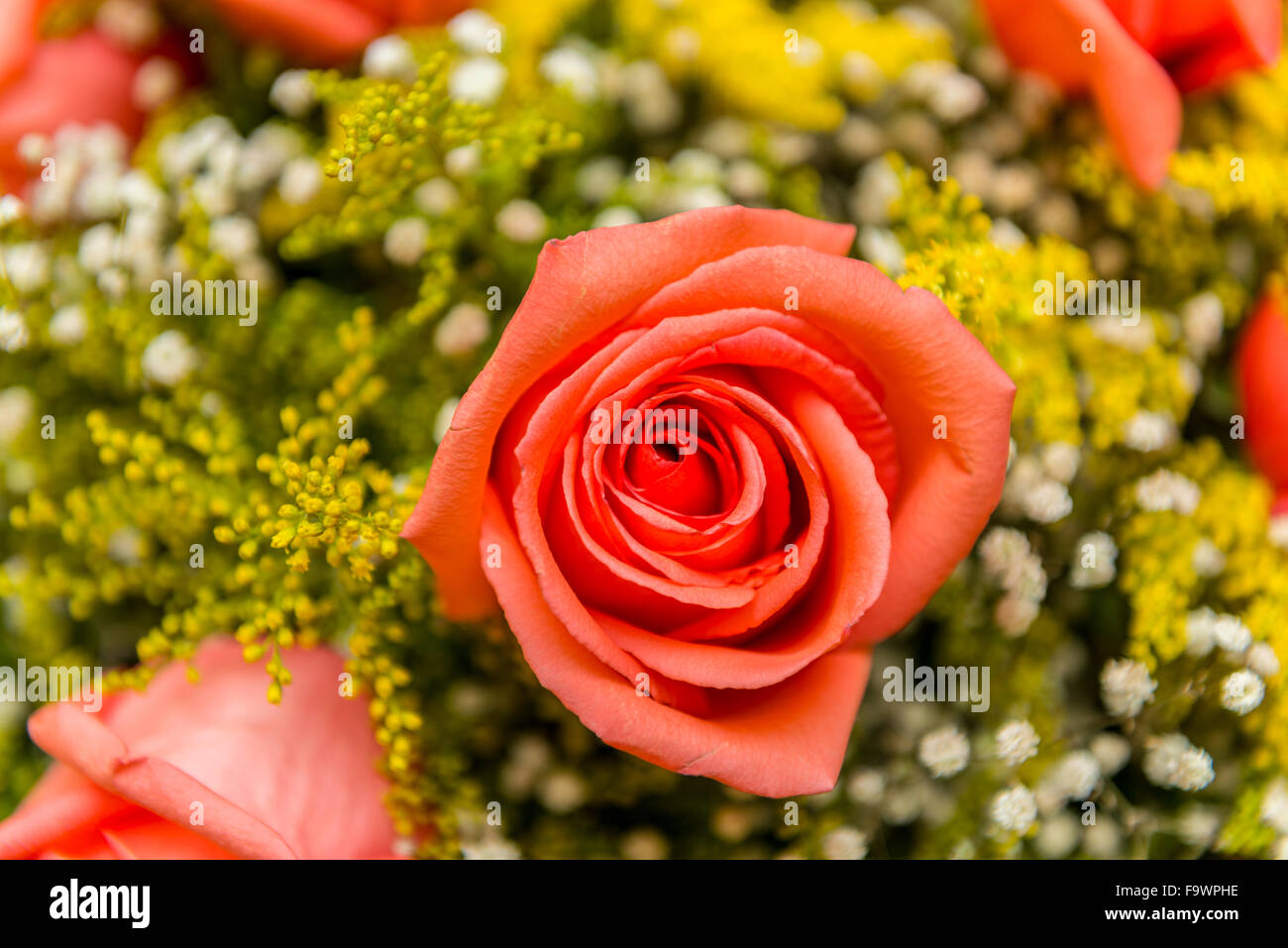 Nice roses in celebration concept Stock Photo - Alamy