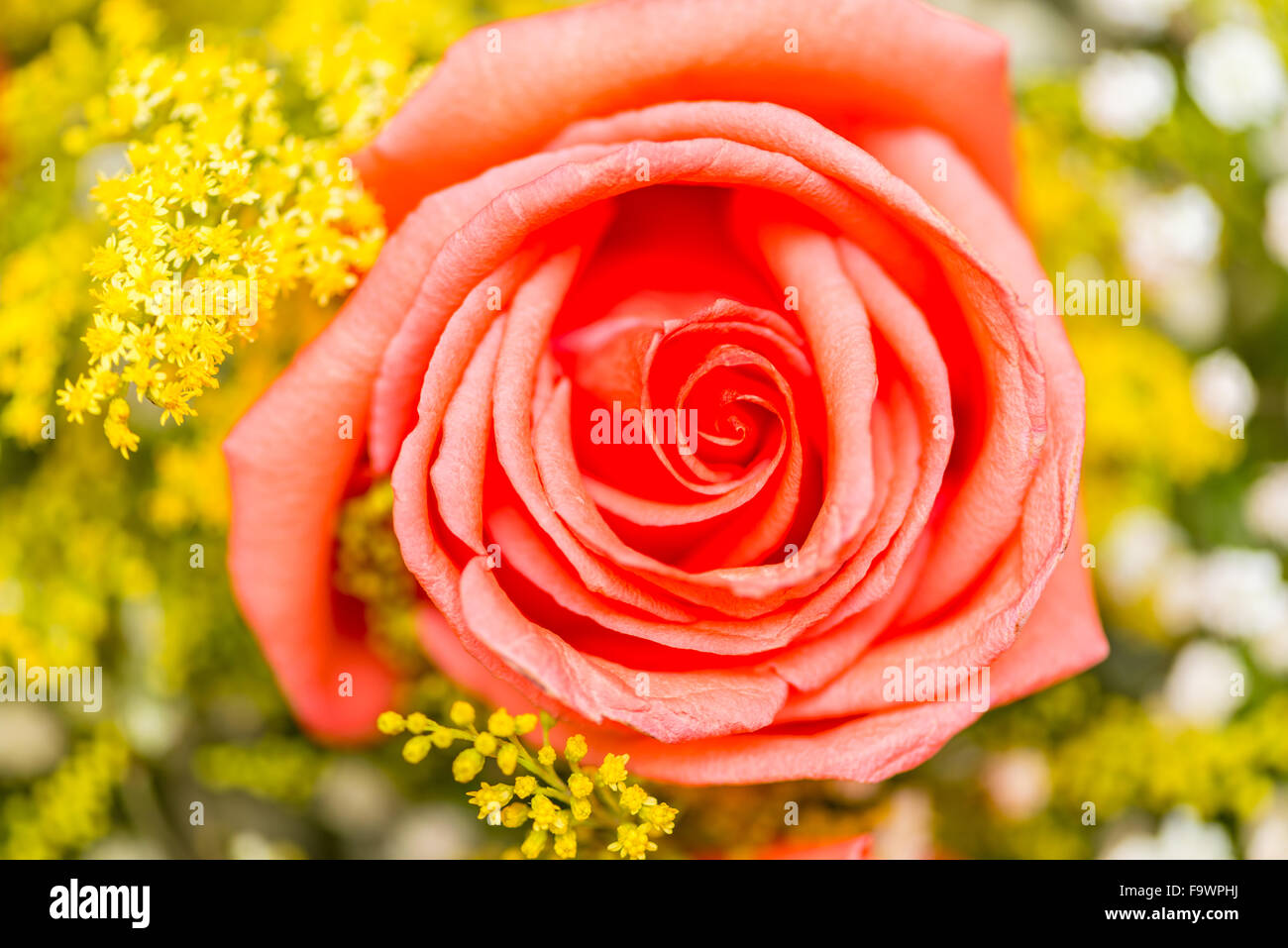 Nice roses in celebration concept Stock Photo - Alamy