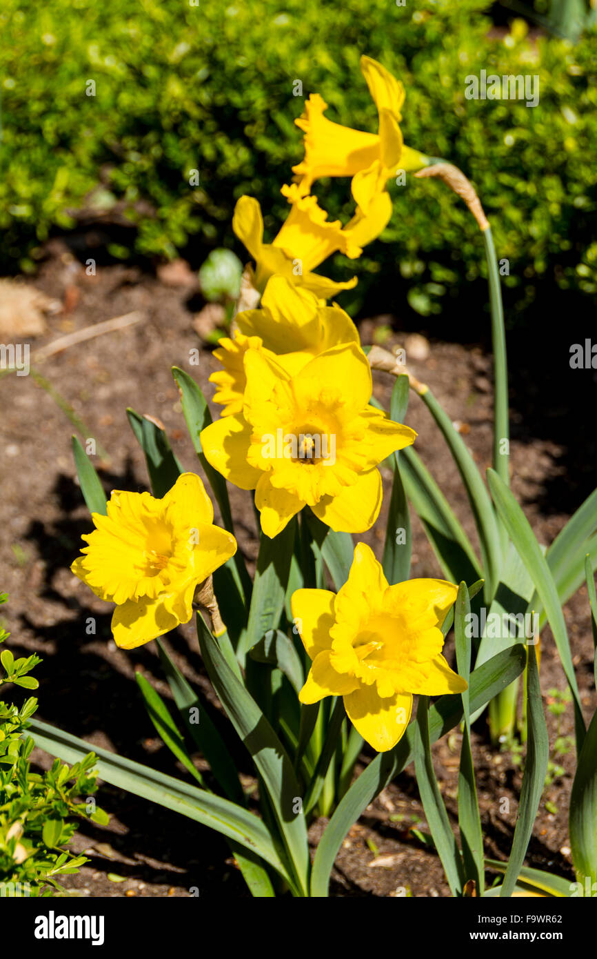 Narcissus and daffodil spring flower Stock Photo - Alamy