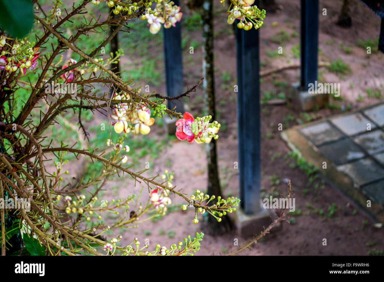 Thai style flower garden Stock Photo - Alamy